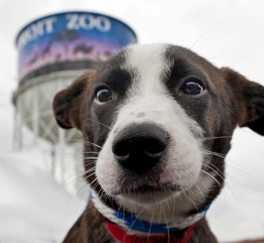 Meet Your Best Friend At The Detroit Zoo Held Sept. 13-14 | Royal Oak ...
