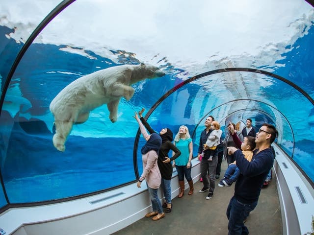 Meet The New Polar Bear At The Detroit Zoo | Royal Oak, MI Patch