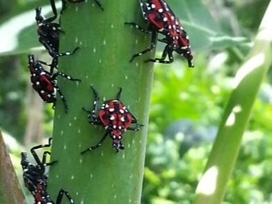 Infestations Of Spotted Lanternflies Continue Through Connecticut ...