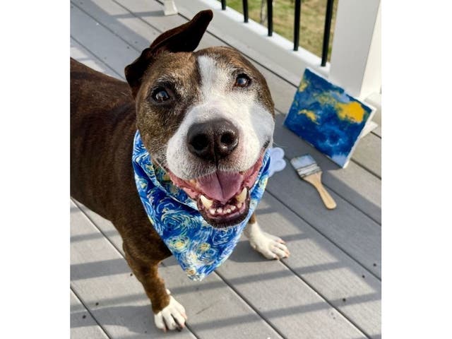 Van Gogh The 1-Eared Rescue Dog Paints Way To CT Forever Home | Bethel ...