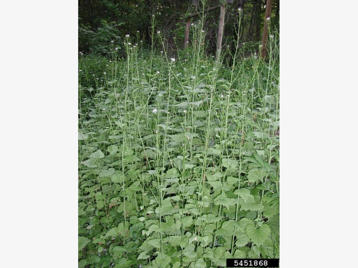Invasive Plant Infestation hits the Shoreline! | Madison, CT Patch