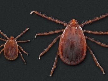 Invasive Tick Species Spreading In RI, CDC Says: What To Know ...