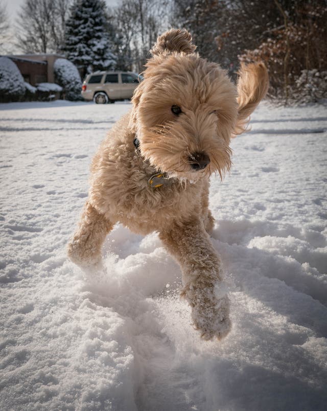 Manor Lake Australian Labradoodles: Winter-Proofing Your Pup | Jamaica ...