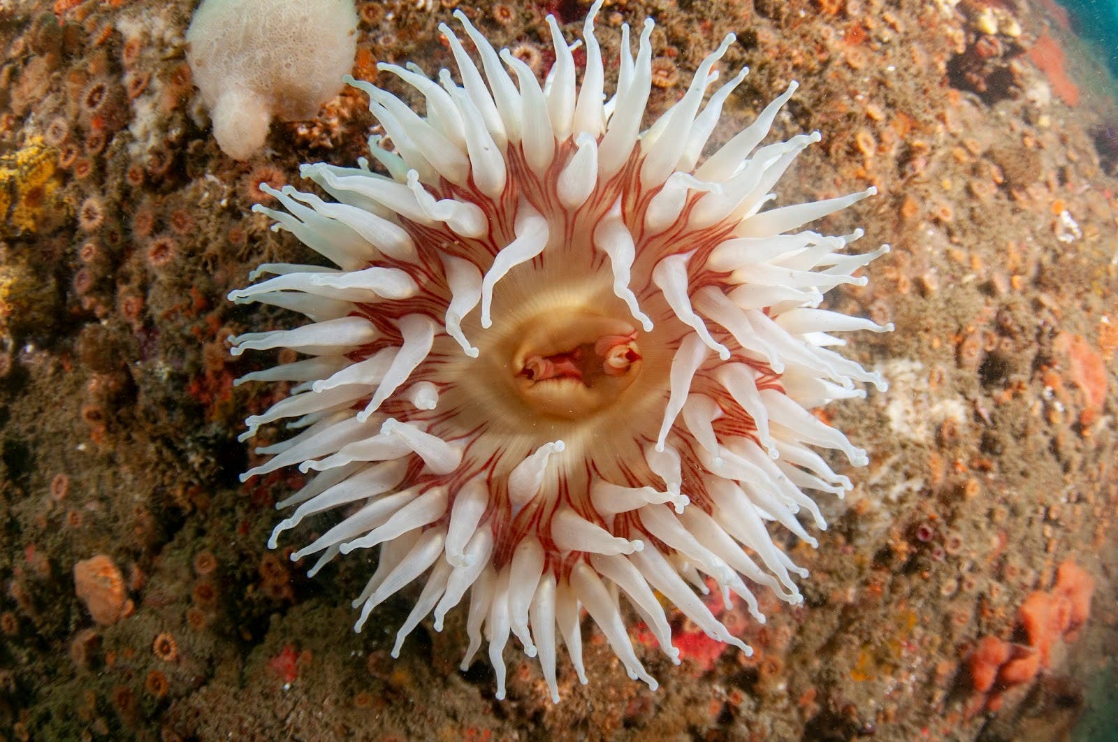 Jan 13 | Above and Below California’s Ocean, through the photography of ...