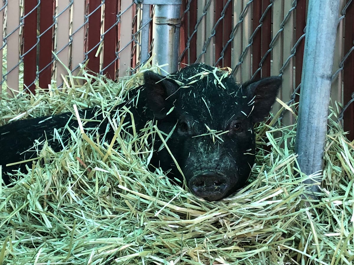 Stray Pig Named 'Piggy Smalls' Found Roaming East Palo Alto | East Palo ...