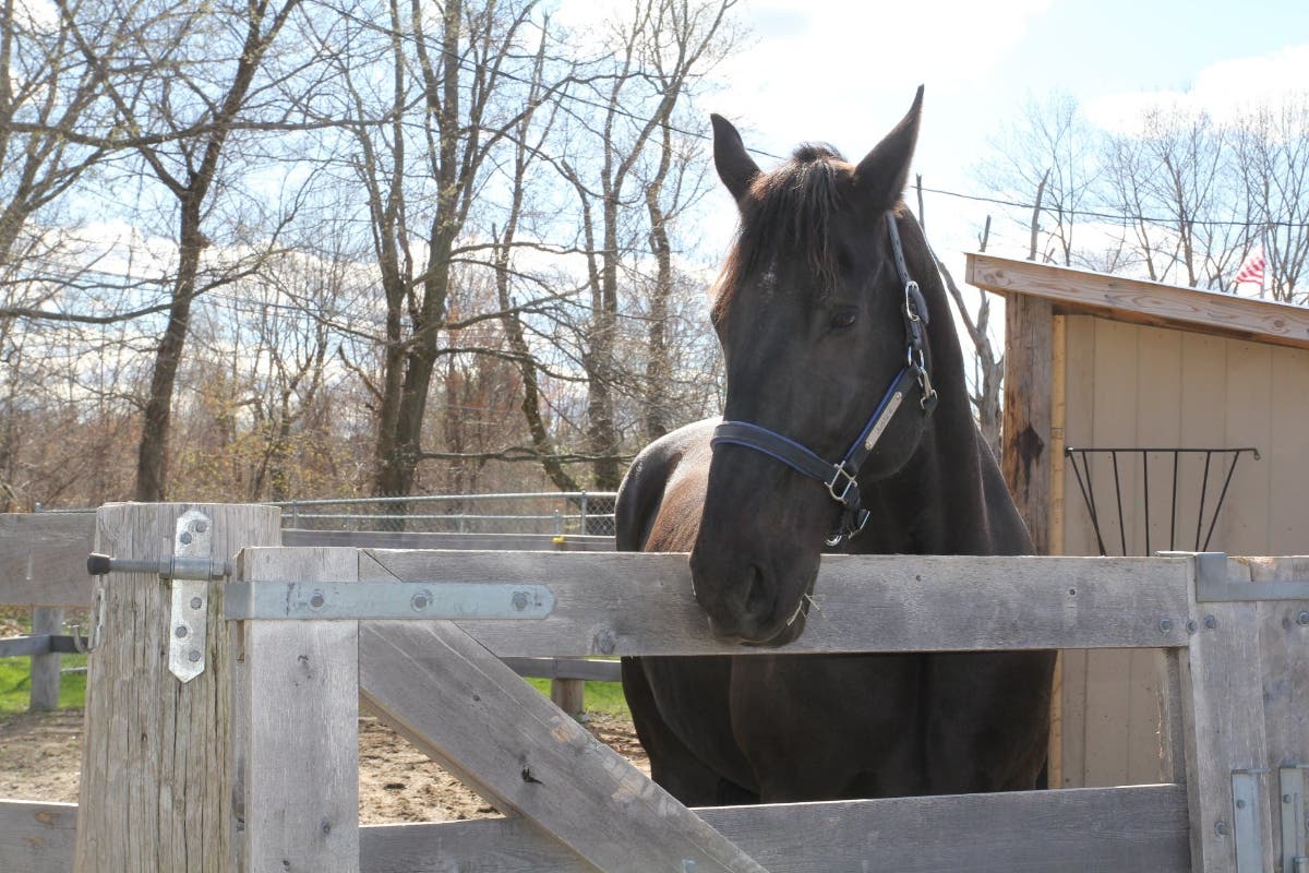 New Nonprofit Supports Worcester Mounted Police Unit | Worcester, MA Patch