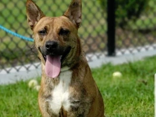 Jersey City's Liberty Humane Society Takes In 10 Hurricane Dogs ...
