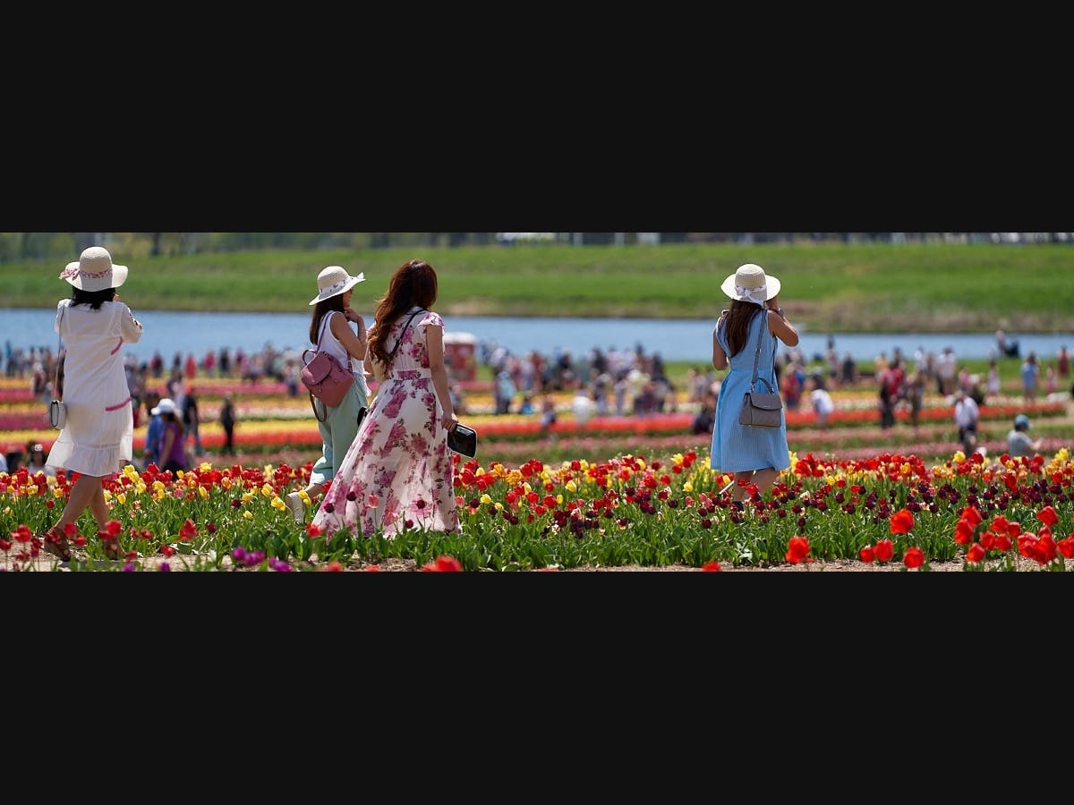 Richardson Farm Tulip Fest '26 to open on Earth Day, April 22 | Crystal ...
