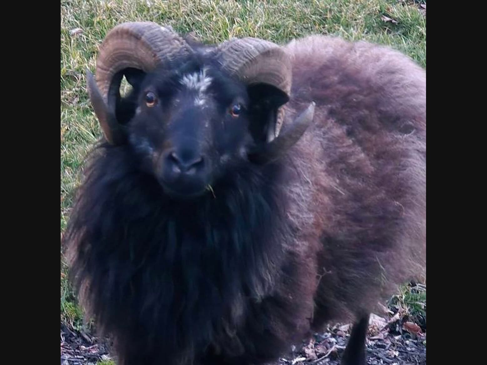 Loose Ram Roaming Around Burlington County Has Been Caught | Moorestown ...