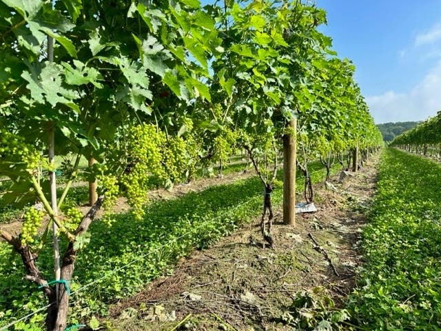 Vineyard, Winery Opening Soon On Camden County Farmland | Cherry Hill ...