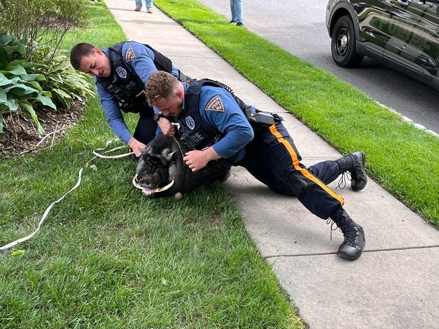 Cops Capture Pig That Escaped From South Jersey Farm | West Deptford ...