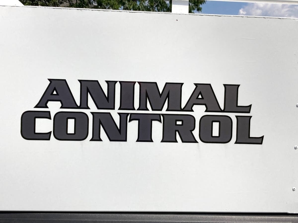 Dog's Death Amid Animal Control Interaction Sparks Outrage In South ...