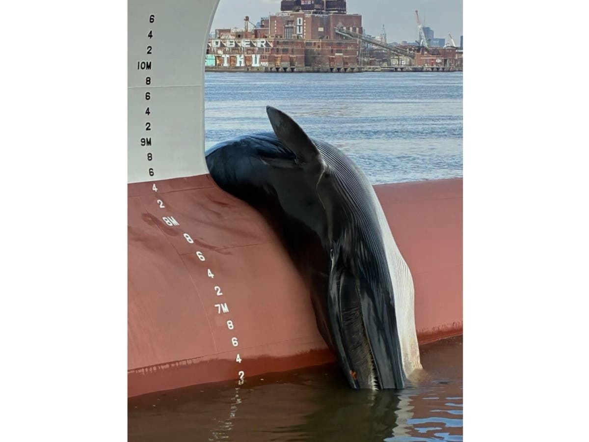 Dead Whale Caught In Ship At Camden Co. Marine Terminal | Haddonfield ...