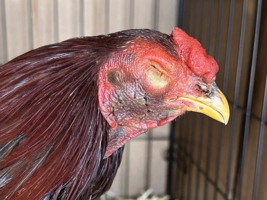 25 Arrested At Delco Cockfight; Dead Roosters, Live Birds Recovered ...