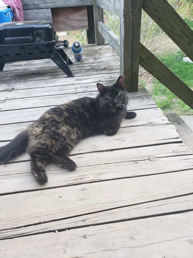 Rhode Island Missing Pets: Have You Seen These Black Cats? | Cranston ...