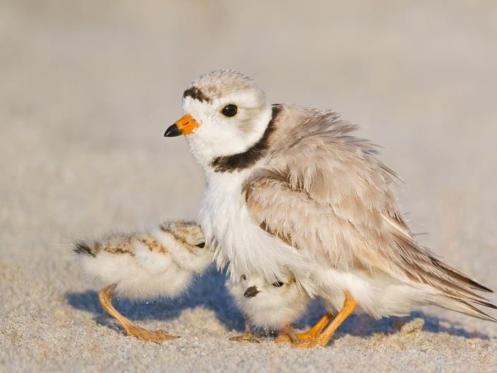 Beach Season Starts In The Rockaways For Endangered Baby Birds | Queens ...