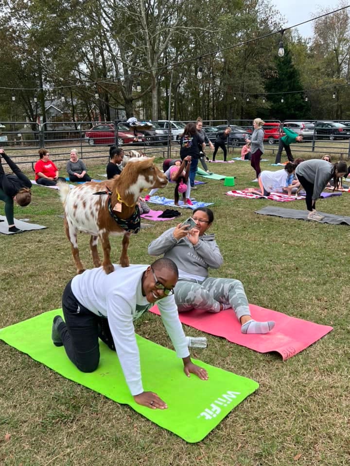 Jan 13 | Goat Yoga on the farm | Loganville, GA Patch