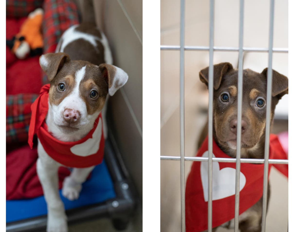 Rescued Georgia Puppies In Need Of Support, Adoption In Salem | Salem ...