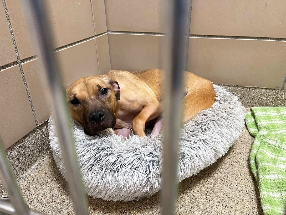 25 Tulsa Pet Rescues Still Available For Adoption In Salem | Salem, MA ...