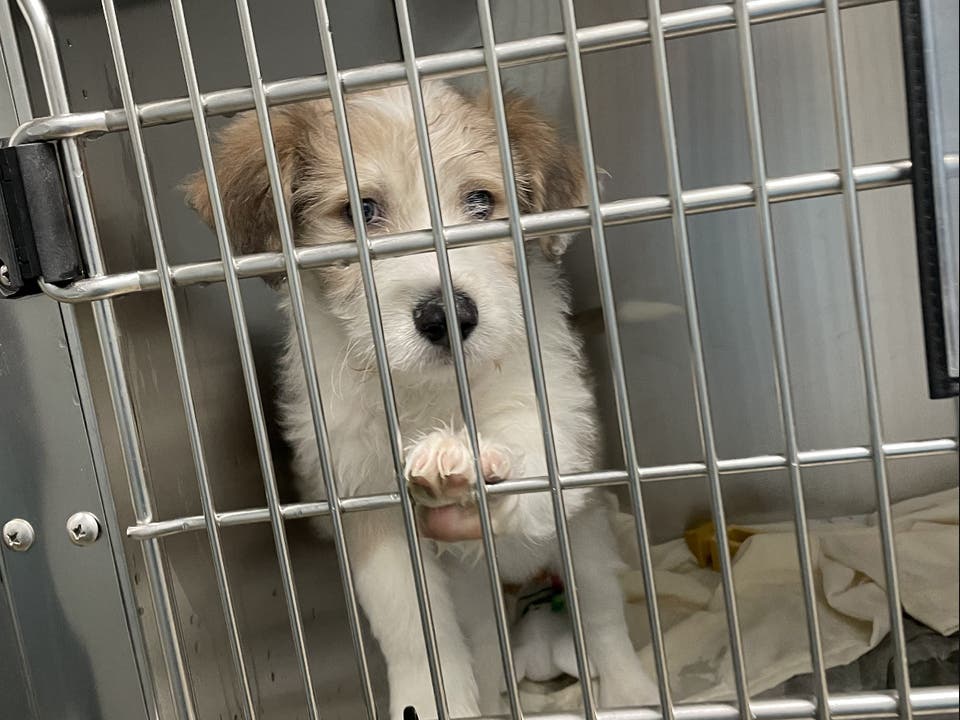39 Dogs, Cats Rescued To Salem Shelter From Kentucky, Texas, Tennessee ...