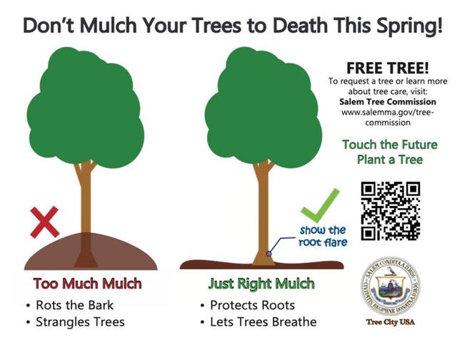 Salem Tree-Planting At Collins School To Celebrate Arbor Day | Salem ...