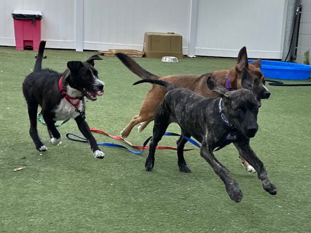 MA Statewide Adoption Push Rehomes 157 Shelter Dogs: MSPCA | Salem, MA ...