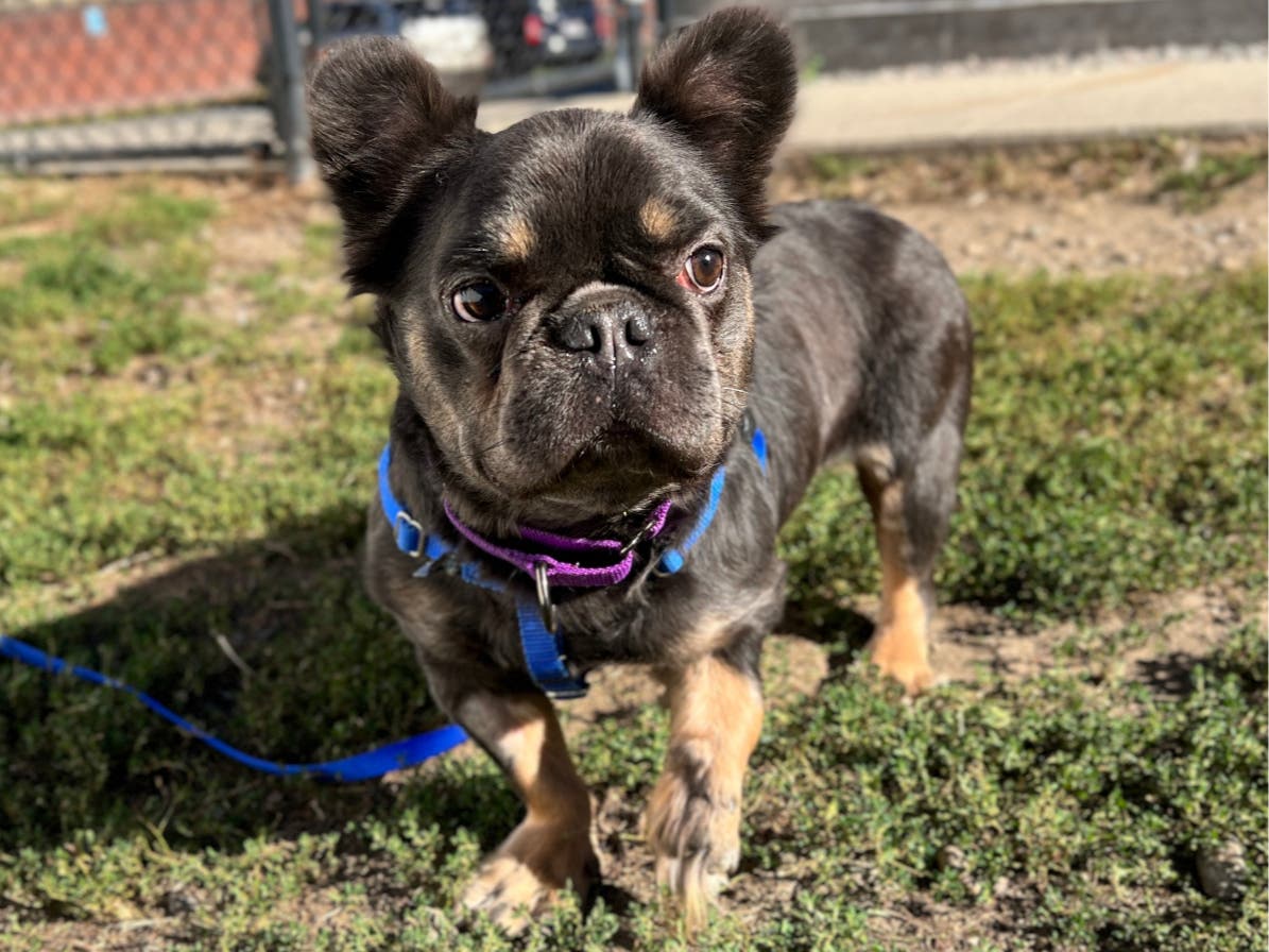 French Bulldog 'Jack' With 'Twisted Leg' Needs Surgery, Forever Home ...