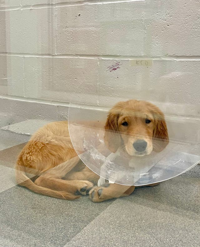 Dog Virus Warning Alert After Sick Goldie Puppies Found In Boston ...