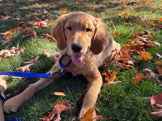 Dog Virus Warning Alert After Sick Goldie Puppies Found In Boston ...