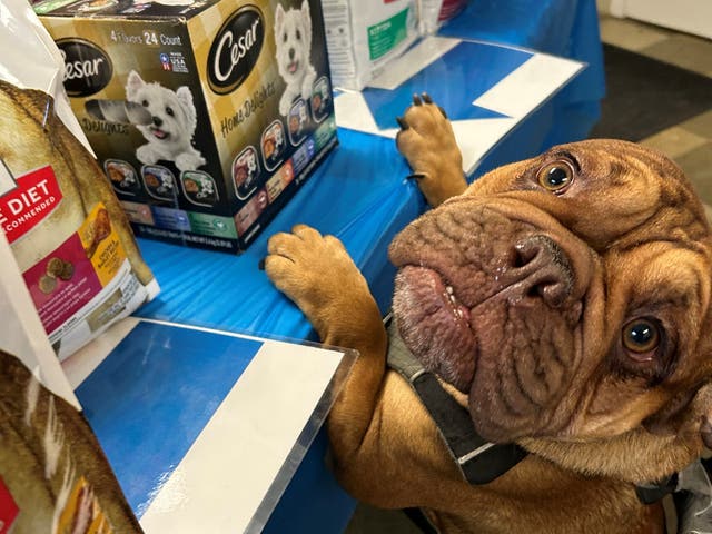 SNAP Benefit Freeze: Pet Pantry Pop-Ups Launched For Needed Food ...