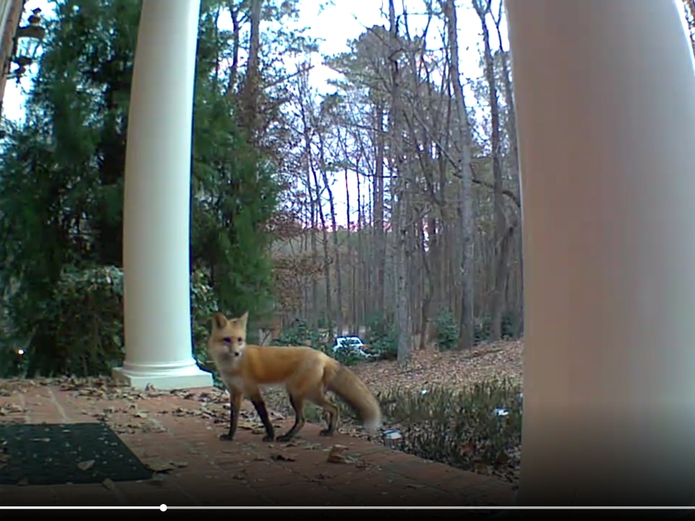Watch: Foxes Seen Walking Up To Front Doors In Georgia | Canton, GA Patch