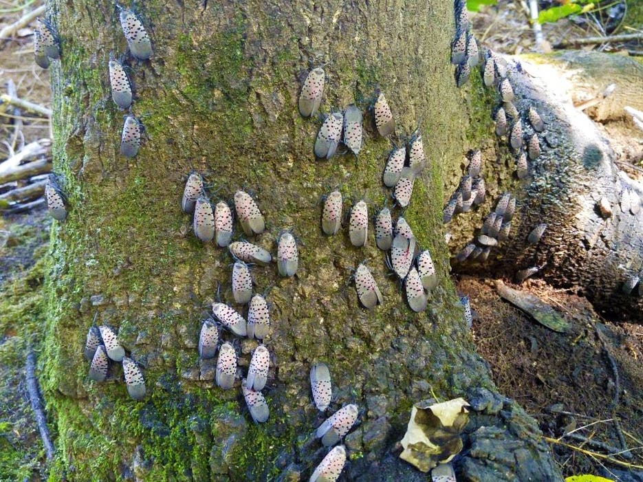 Spotted Lanternfly Infestation! - Norristown, PA Patch