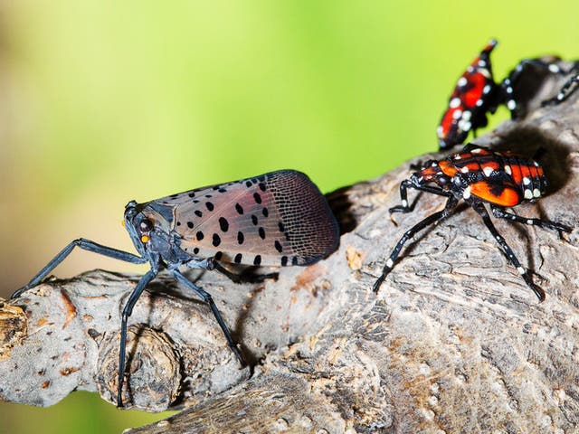 Spotted Lanternfly Infestation! - Doylestown, PA Patch