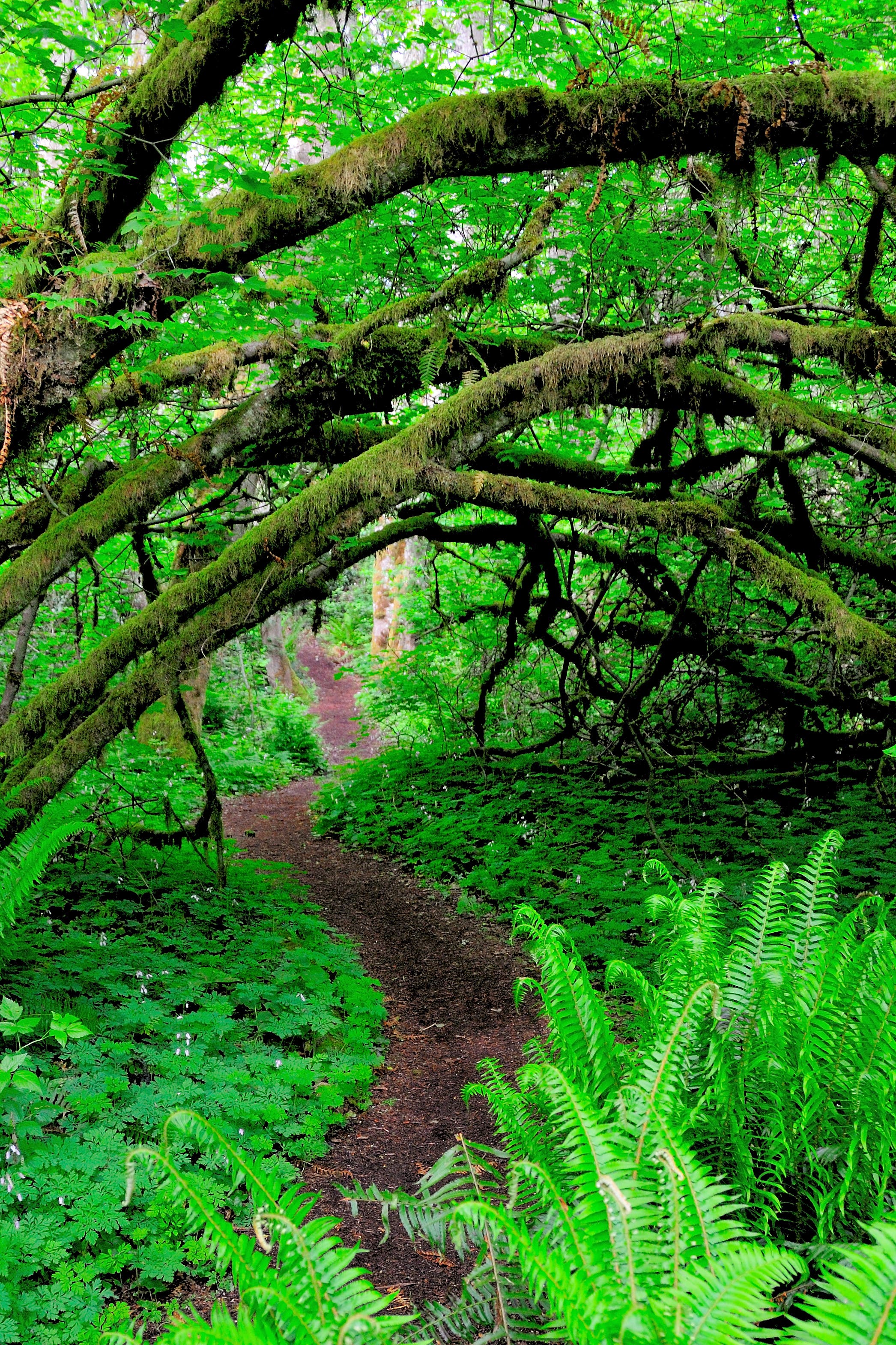 Apr 5 | Ranger-led Hike at Lewis Creek Park | Bellevue, WA Patch