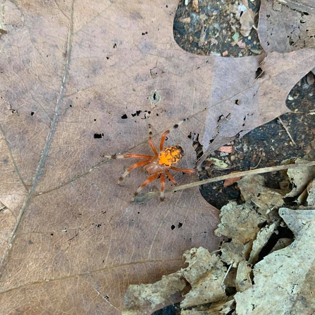 Fearsome Orange Spider Spotted Walking In Inwood Park: Photos ...
