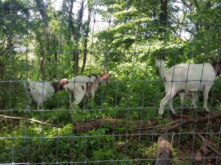 Goats Are Coming Back To Riverside Park This Summer | Upper West Side ...