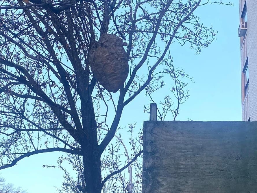 Huge Wasp Nest Makes A Home In Inwood Tree | Washington Heights, NY Patch
