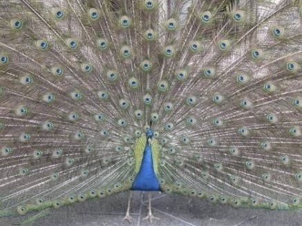 UWS' Most Famous Peacocks Are Retiring To Upstate New York | Upper West ...