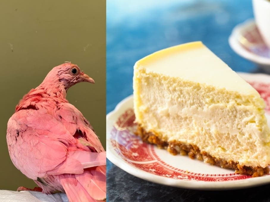 Poison Cheesecake Conviction + Pigeon Dies By Dye | NYC Top Stories ...