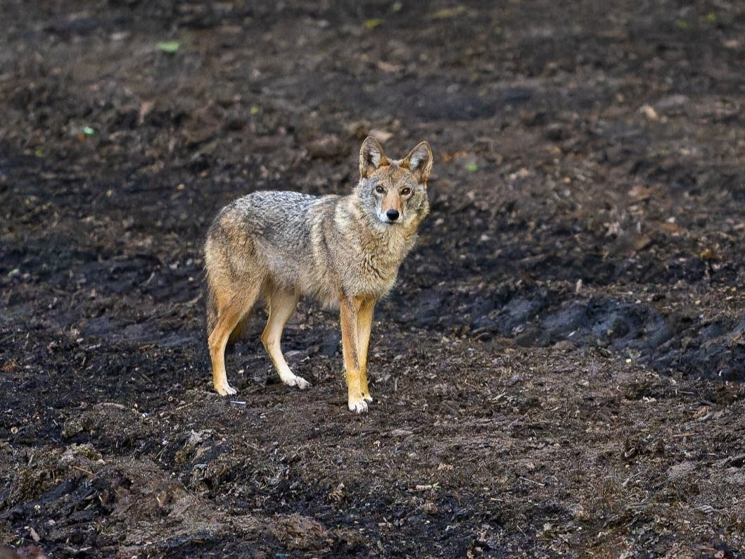 Coyote Spotted In Central Park With Incredible Photo | Upper West Side ...