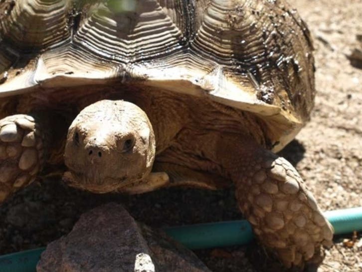 Dozens Of Rescued Tortoises Available For Adoption In Tucson | Tucson ...