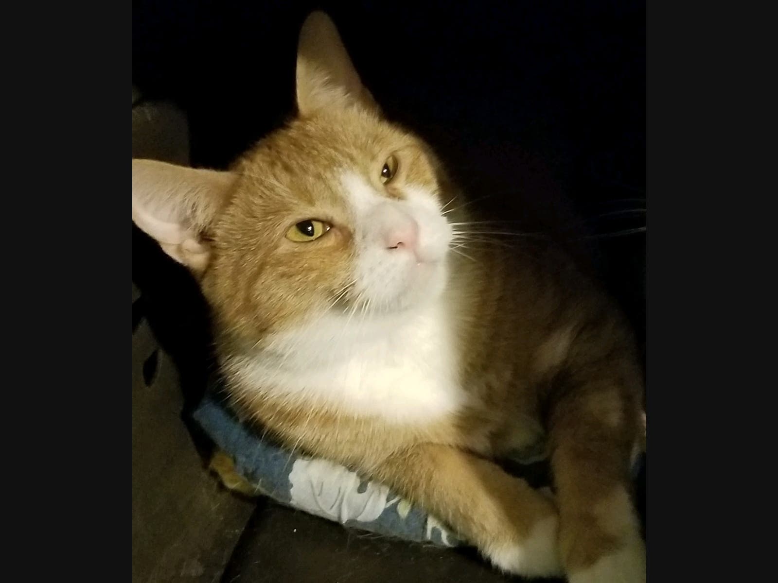 Huntington Adoptable Pets Of The Week: Janine And Sundance | Huntington ...