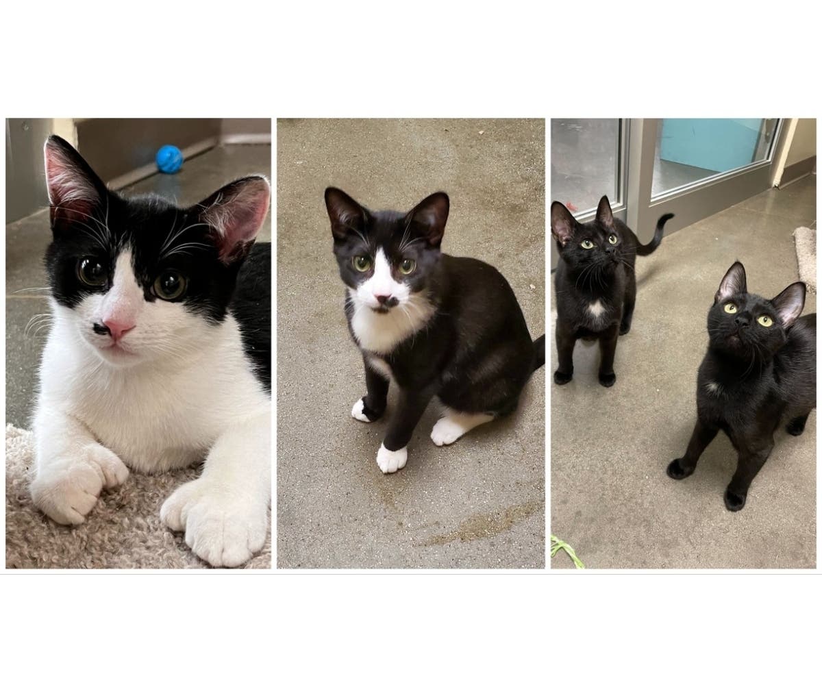 Northport Adoptable Pet Of The Week: Juan, Alberto, Ace, Midnight ...