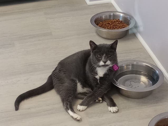 Cat Adopted Into Home After 16 Years Of Waiting: Huntington Pet ...