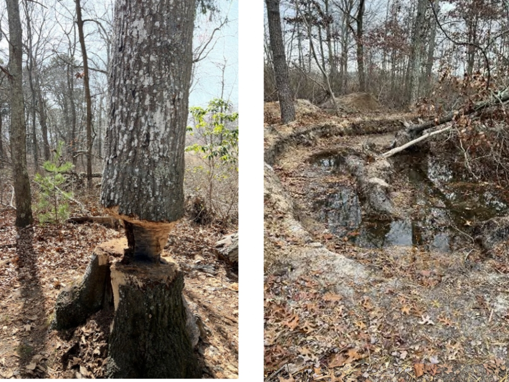 Man Charged In Deforestation Of Nesconset Park: Suffolk DA | Smithtown ...
