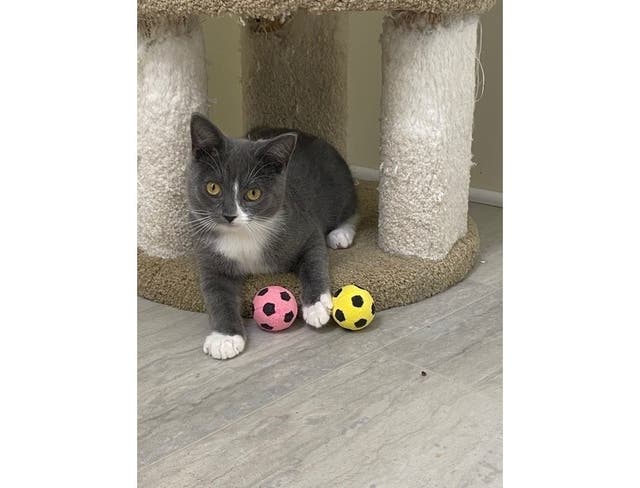'Little Instigator' Natalie: Huntington Adoptable Pet Of The Week ...