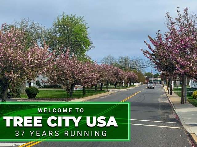 Town Of Smithtown Celebrates 37 Years Of 'Tree City USA' Designation ...