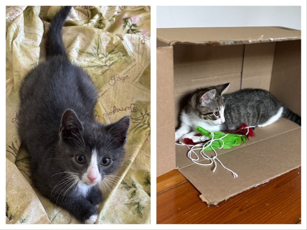 Gureet And Govey: Huntington Adoptable Pets Of The Week | Huntington ...