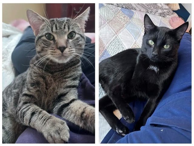 'Affectionate Sweethearts' Kiki And Coco: Northport Adoptable Pets Of ...