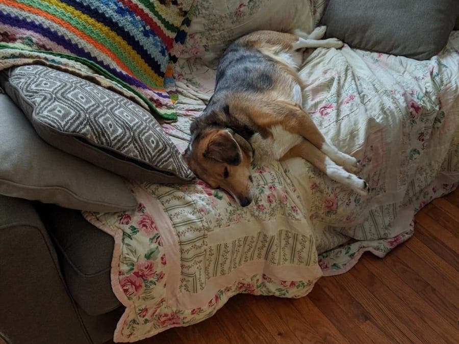 Lost Dog Who Trekked 13 Miles From Mayo Home Safely Returned ...